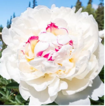 Find out more about Alaska Peony Farms at www.alaskapeonyfarms.com