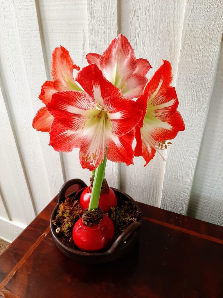 Decorate your space with high-quality amaryllis bulbs from Let’em Bloom.